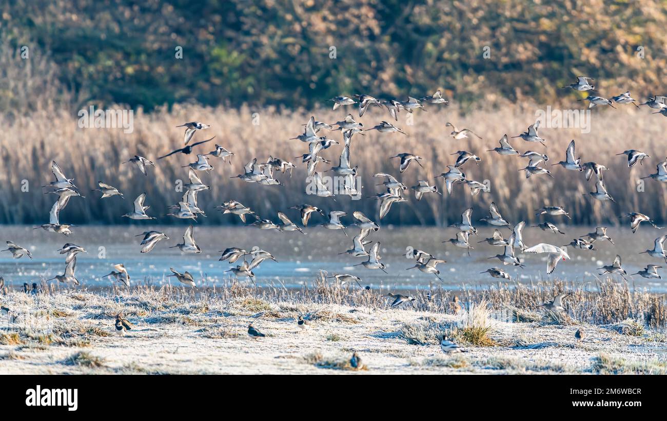 Black-tailed Godwit, Limosa limosa in flight in environment Stock Photo ...