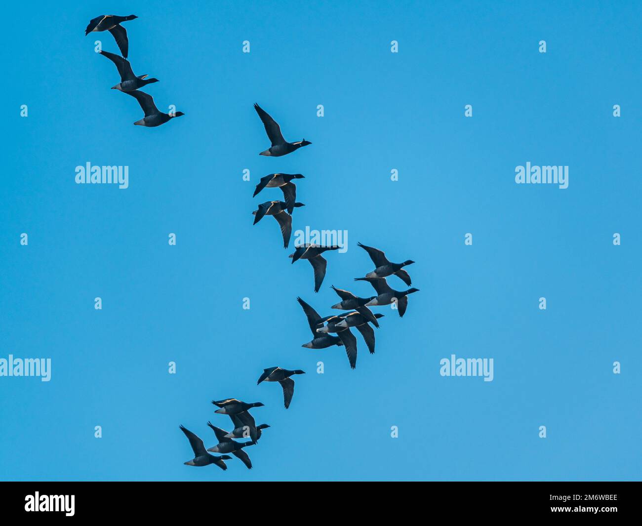 Brent Goose, Branta bernicla in flight, Devon, England Stock Photo - Alamy
