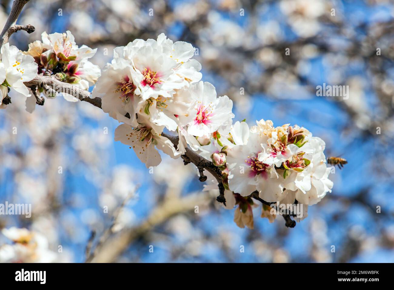Snow-white terry flowers Stock Photo - Alamy