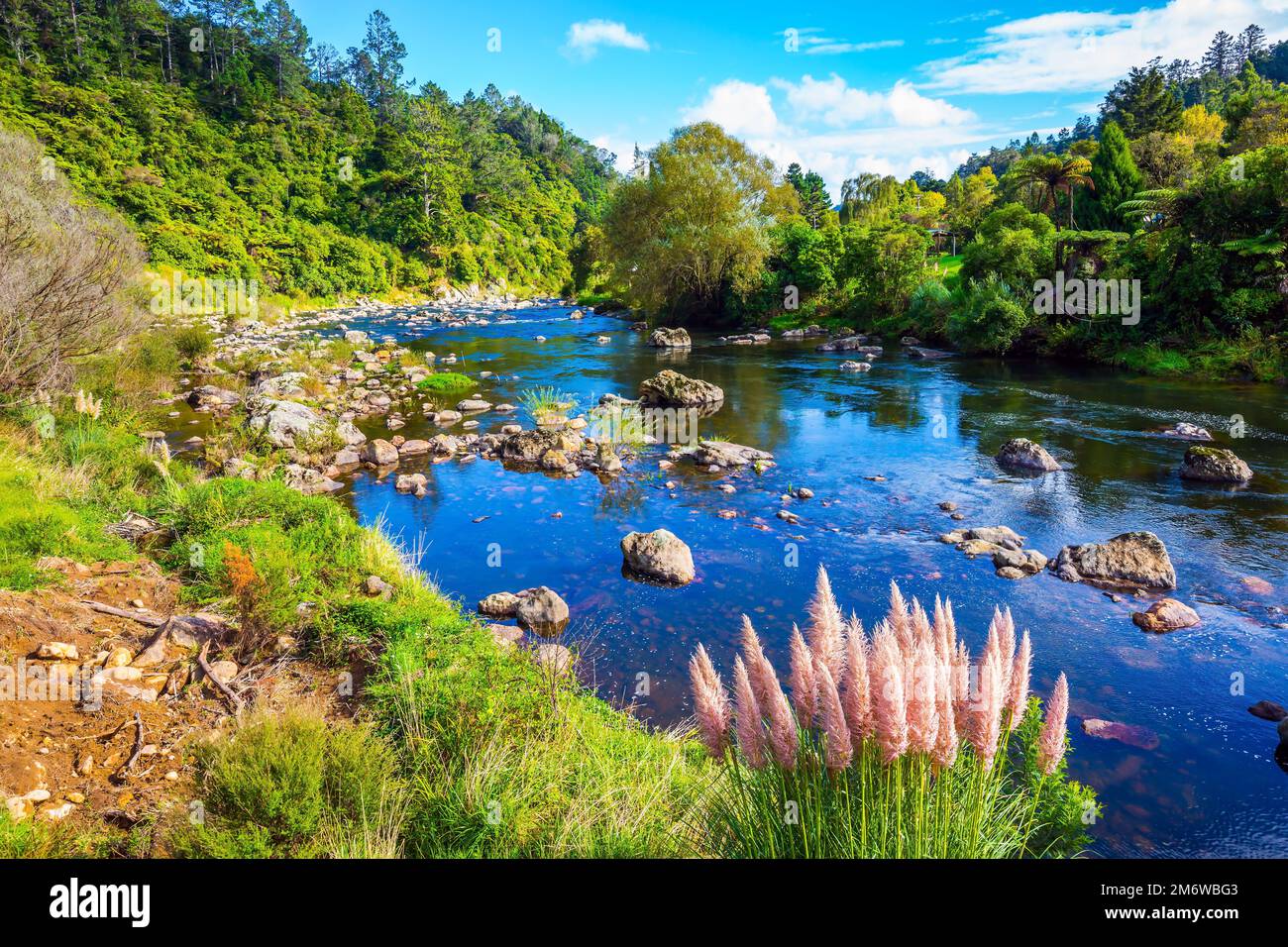 Beautiful river reeds hi-res stock photography and images - Alamy