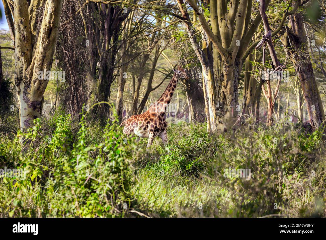 Alone giraffe hi-res stock photography and images - Alamy