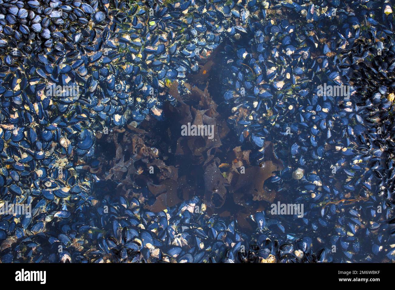 A Look at Life in New Zealand: abundant seafood, edible seaweeds and ...