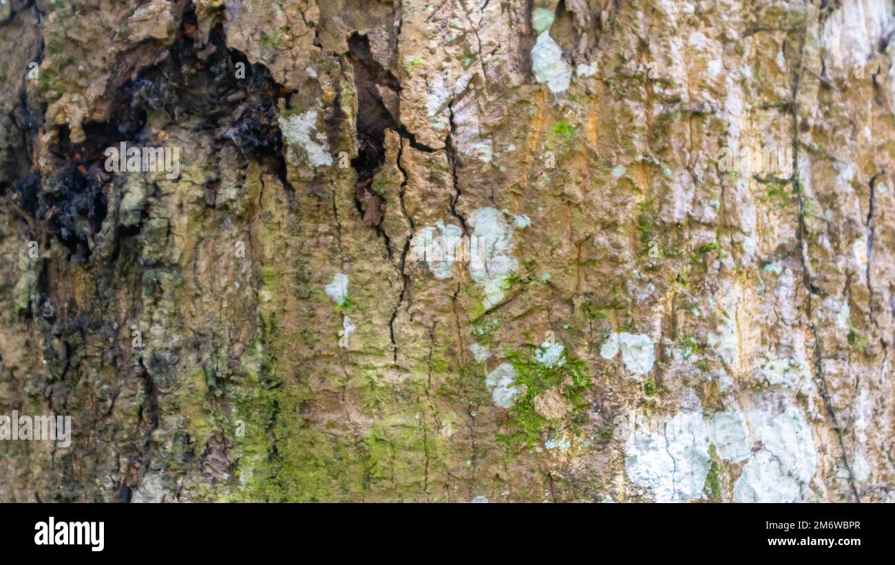 amazing bark texture as background Stock Photo - Alamy