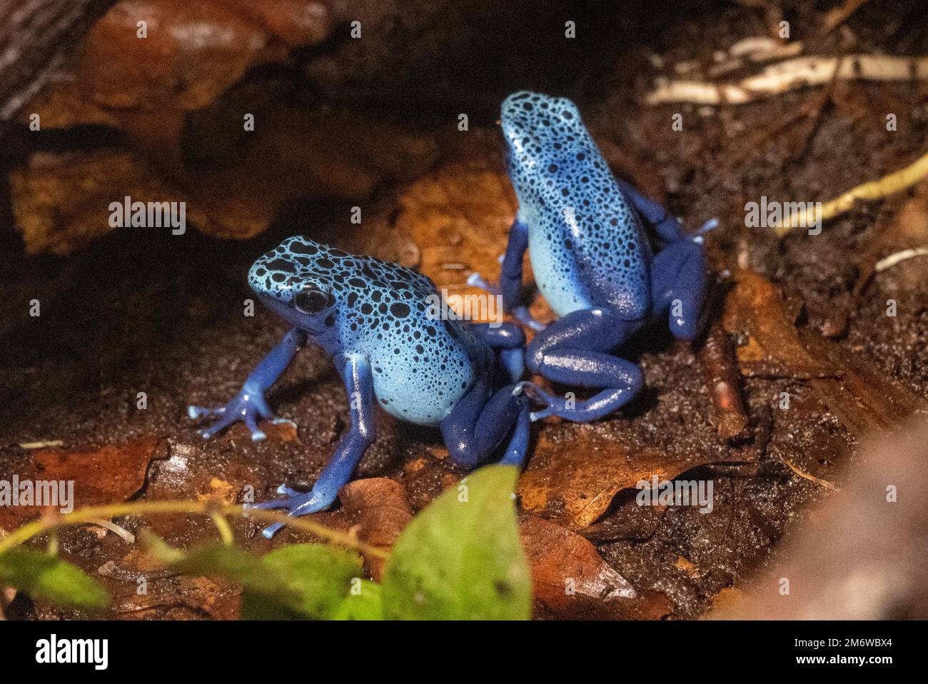 Stralsund, Germany. 05th Jan, 2023. Blue treecreeper (Dendrobates ...
