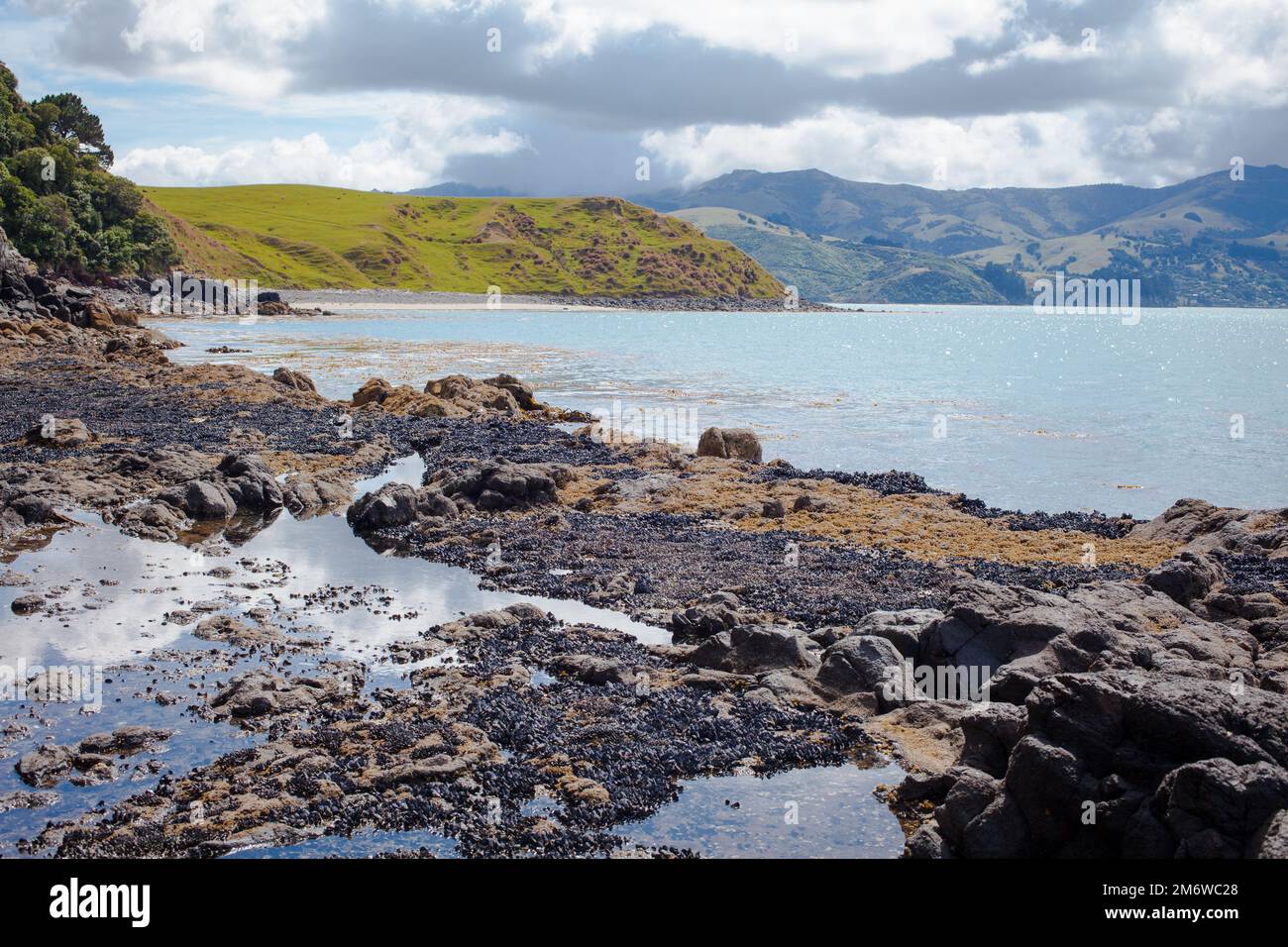 A Look at Life in New Zealand: abundant seafood, edible seaweeds and ...