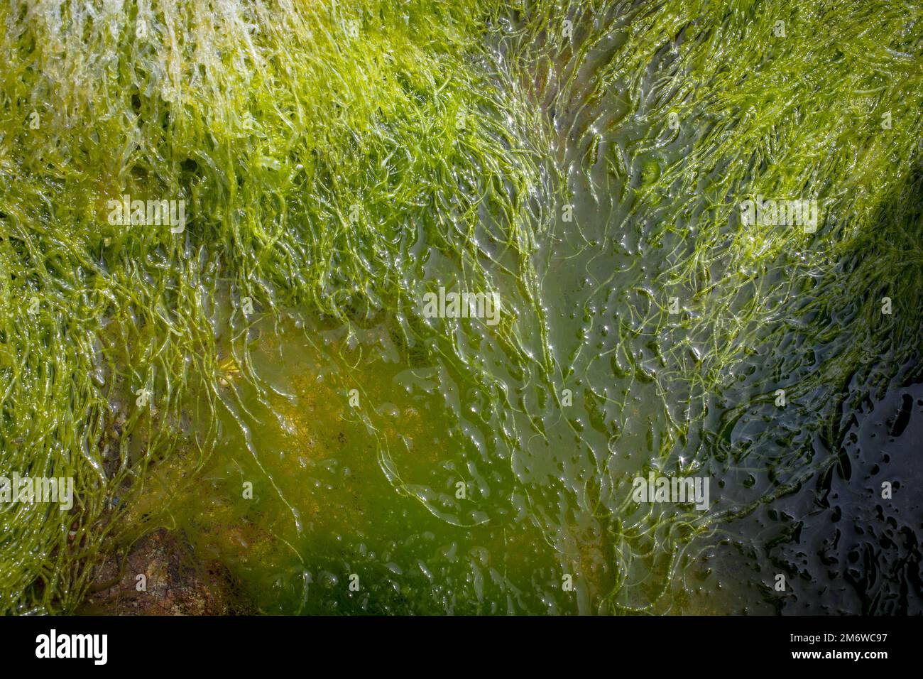 A Look at Life in New Zealand: abundant seafood, edible seaweeds and ...