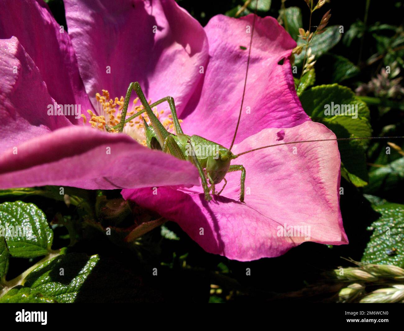 Grasshopper on pink rose hi-res stock photography and images - Alamy