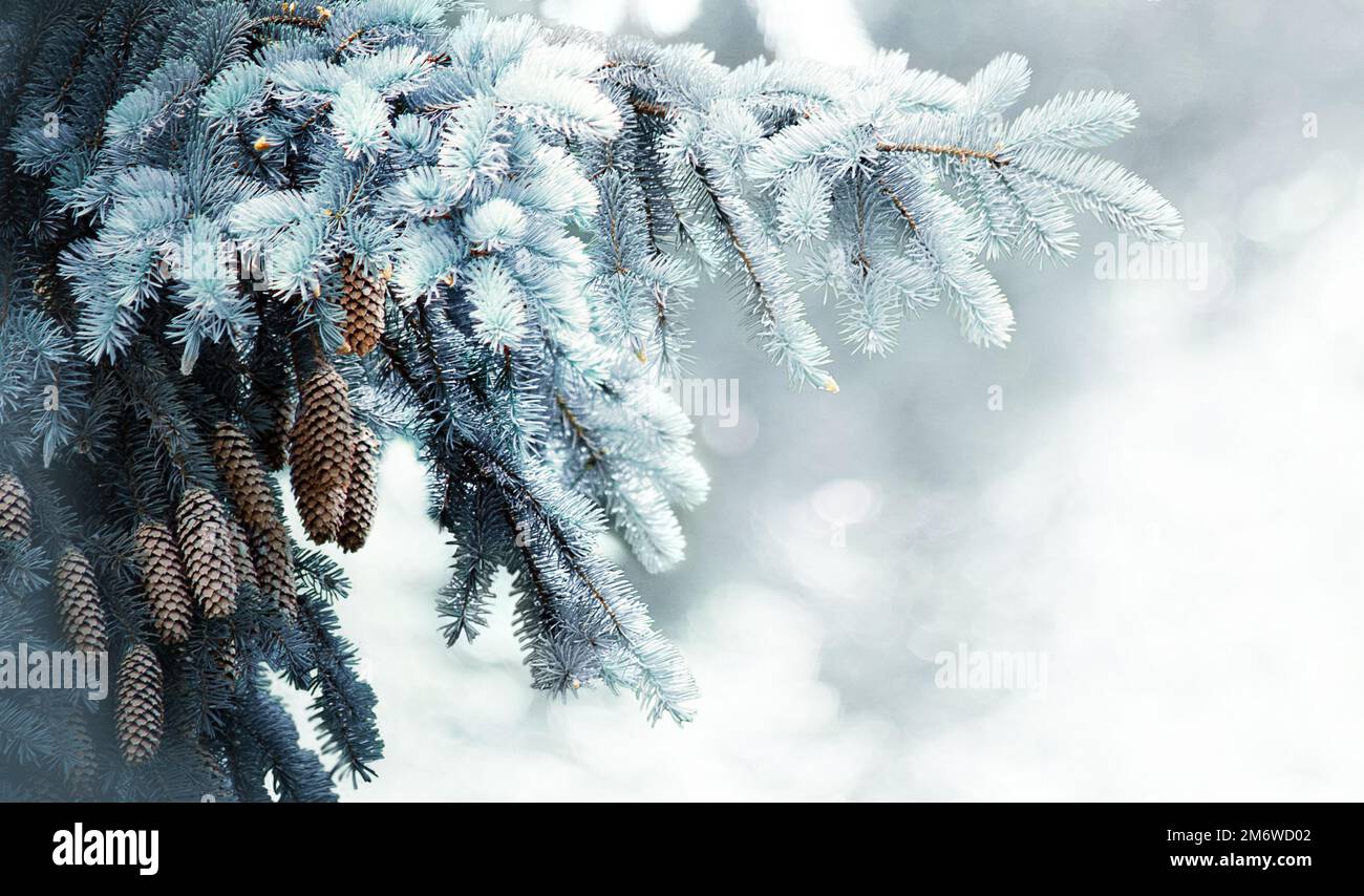 Winter Spruce Tree Branch Stock Photo - Alamy