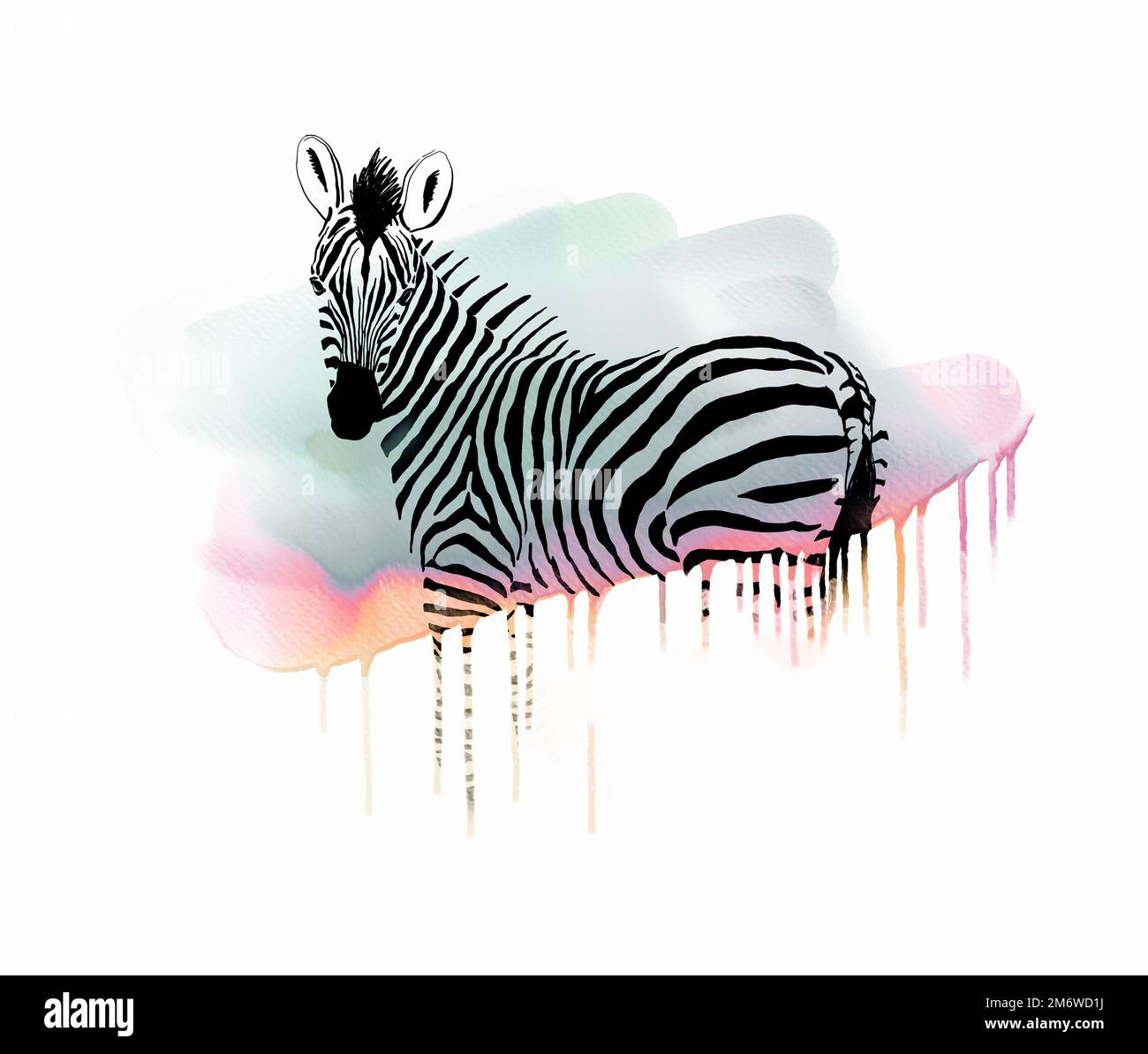 Zebra graphic illustration colorful hi-res stock photography and images ...