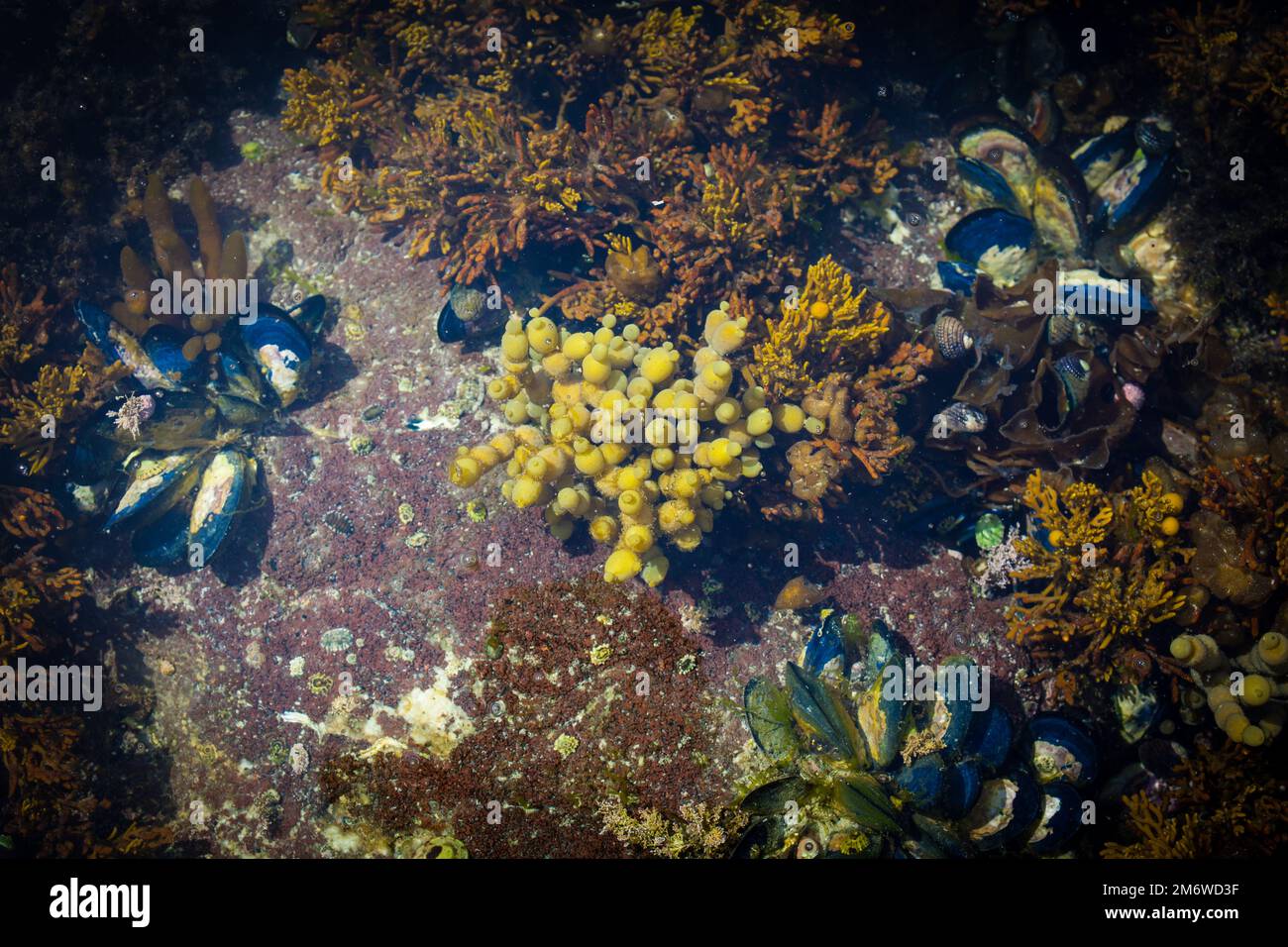 Agar agar seaweeds hi-res stock photography and images - Alamy