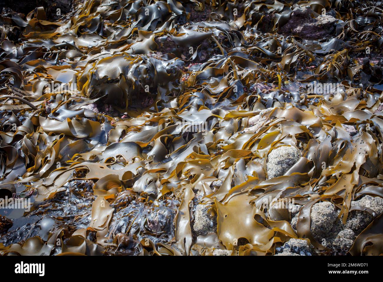 A Look at Life in New Zealand: abundant seafood, edible seaweeds and ...