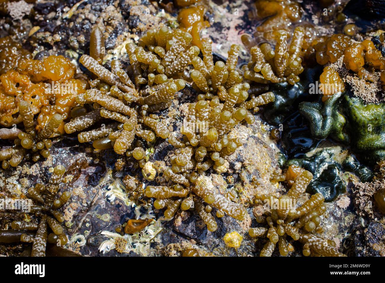 A Look at Life in New Zealand: abundant seafood, edible seaweeds and ...