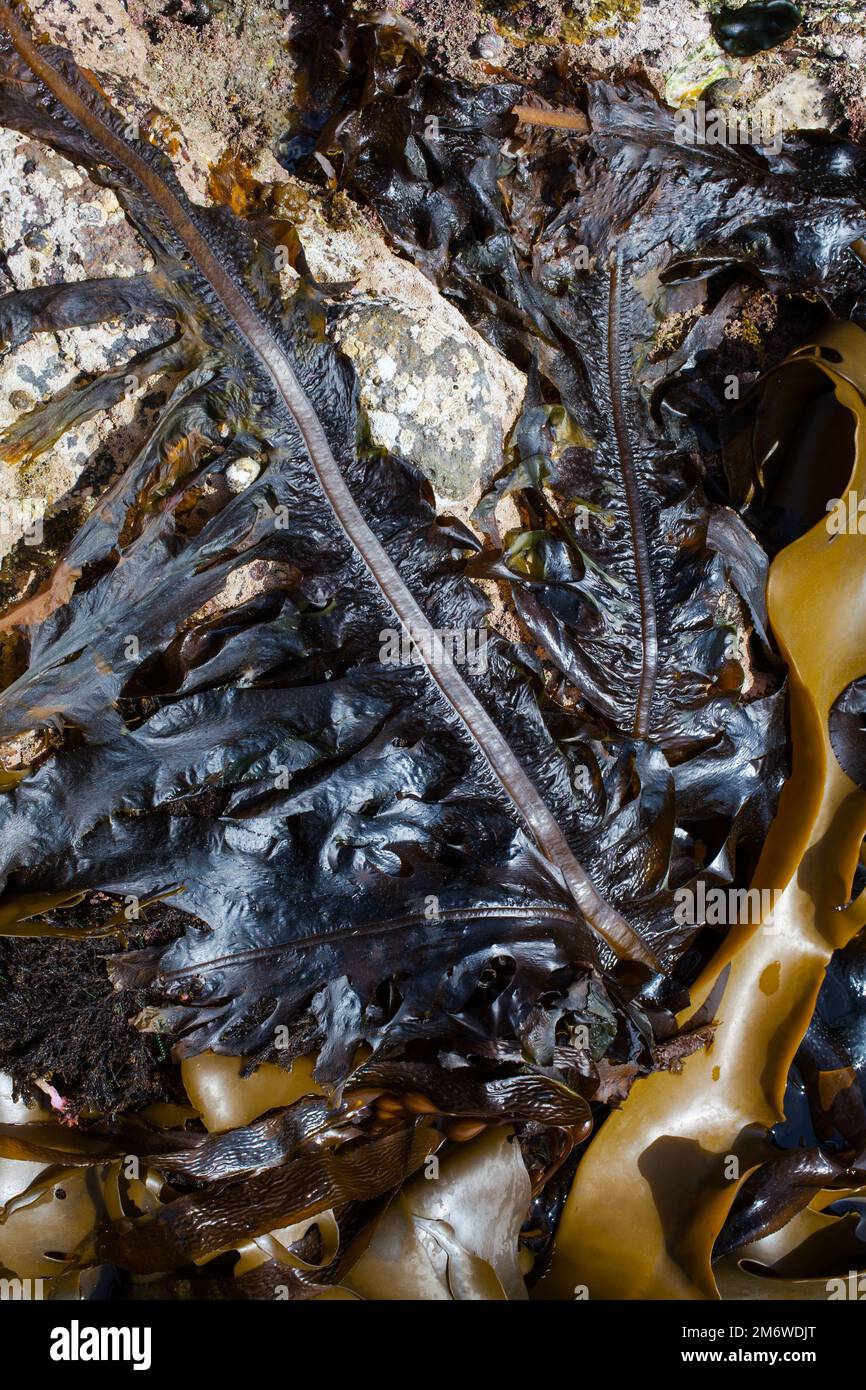 A Look at Life in New Zealand: abundant seafood, edible seaweeds and ...