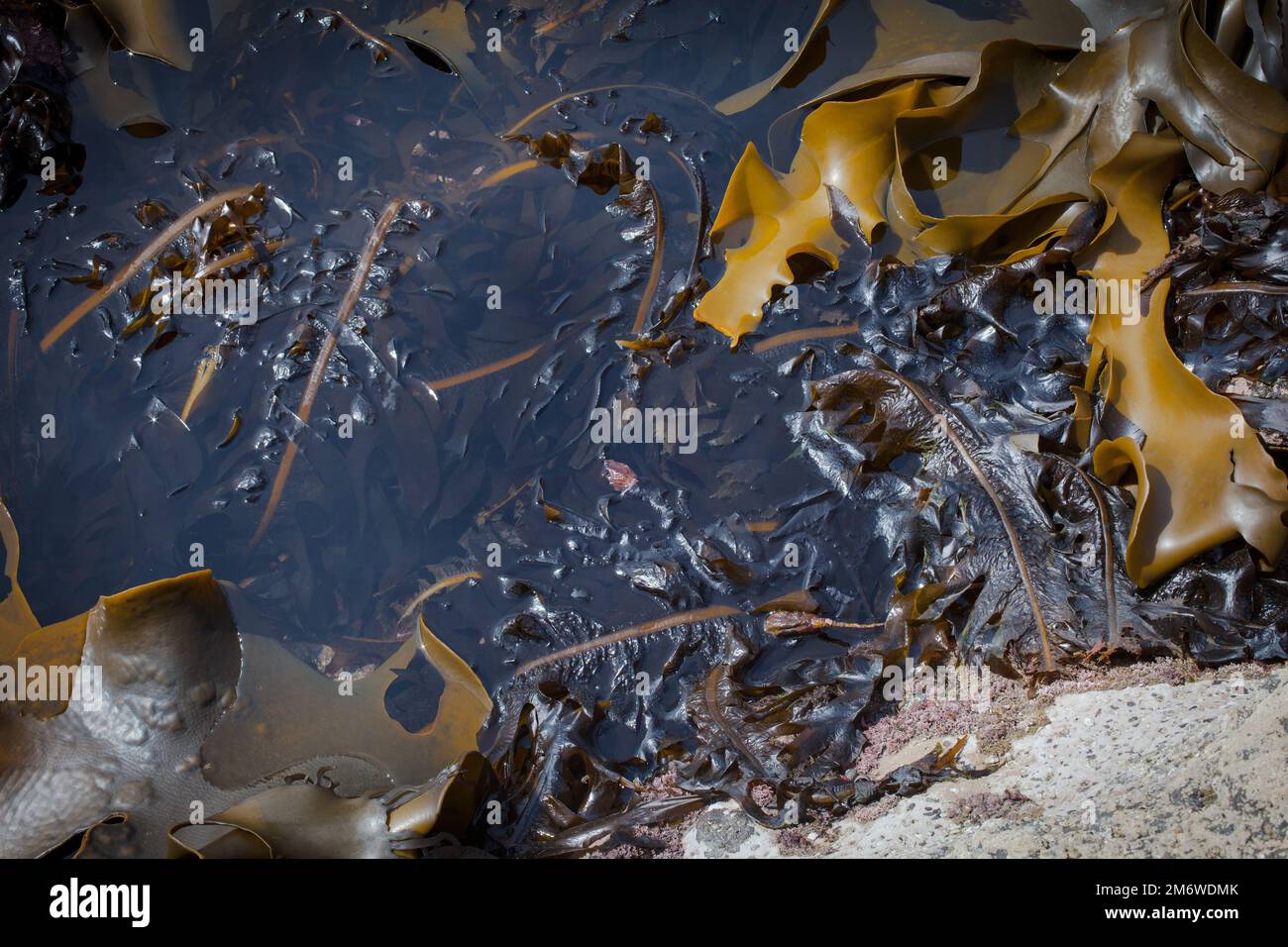 A Look at Life in New Zealand: abundant seafood, edible seaweeds and ...