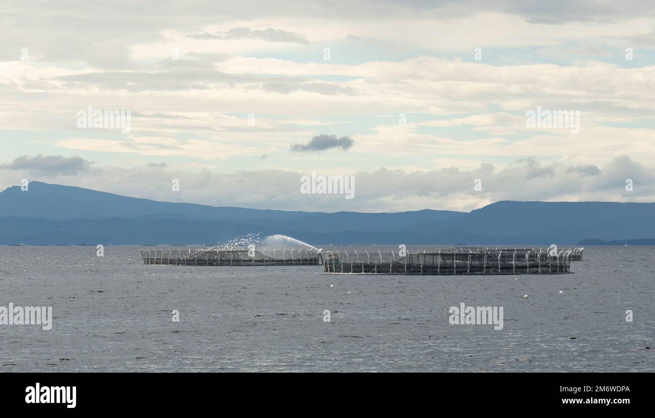 A vessel is attending and feeding the caged salmon. Most Tasmanian ...