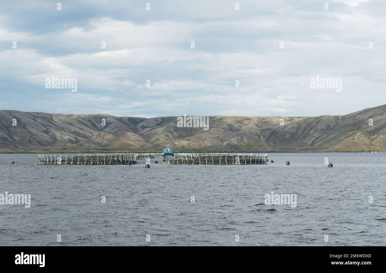 A vessel is attending and feeding the caged salmon. Most Tasmanian ...