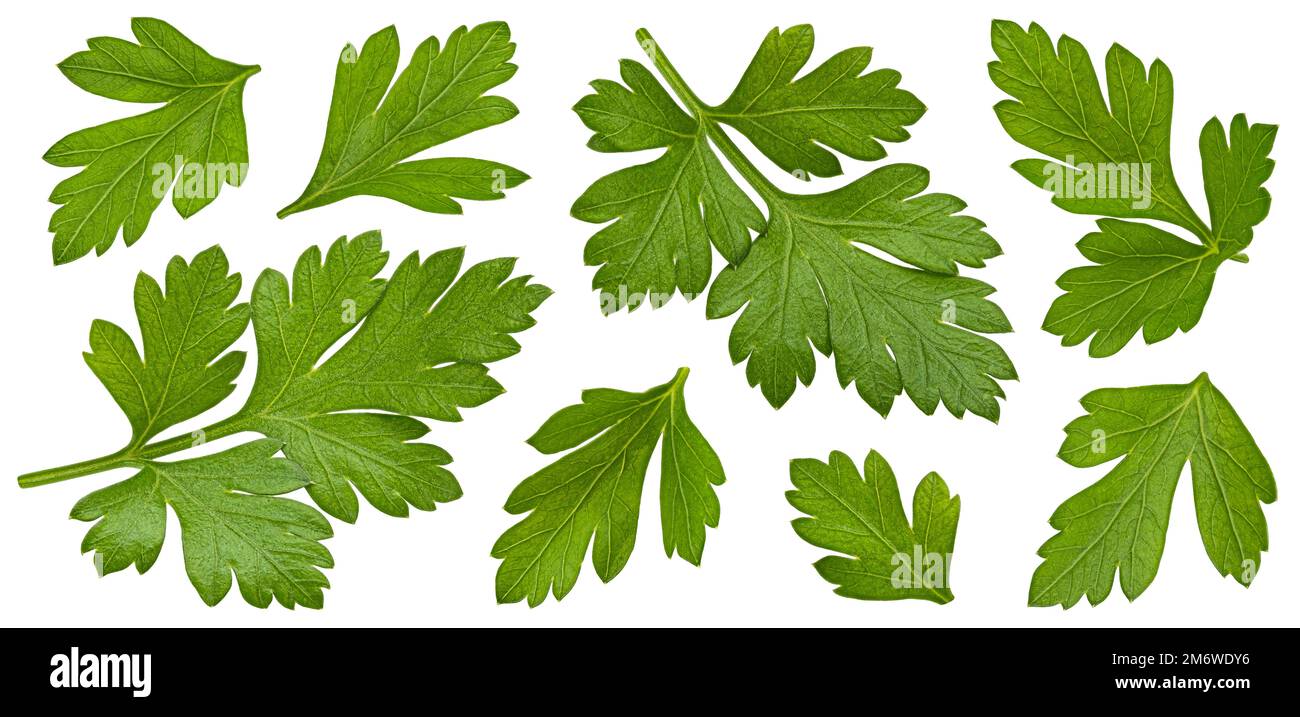 Types Of Parsley Leaves