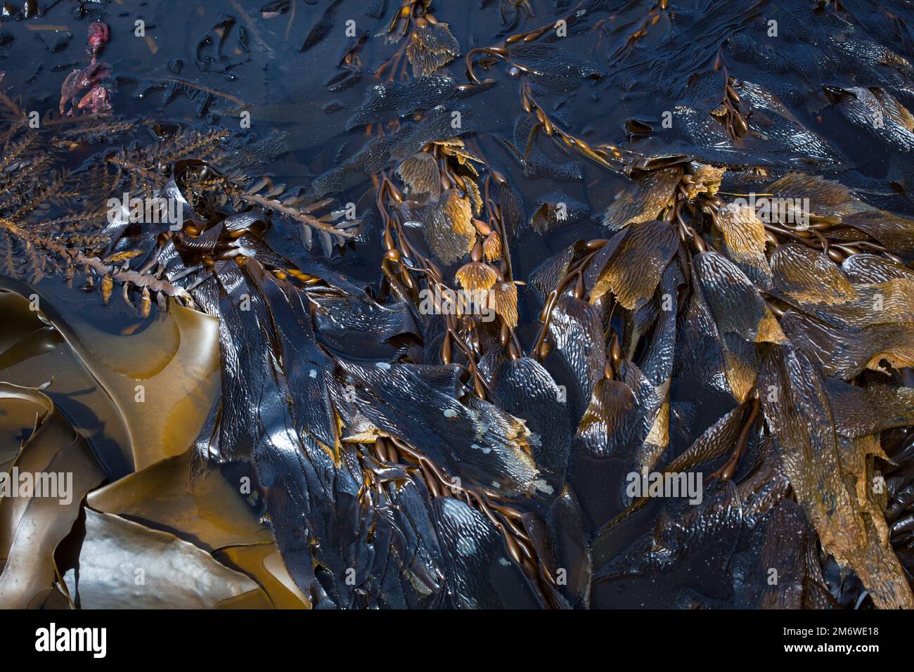 A Look at Life in New Zealand: abundant seafood, edible seaweeds and ...