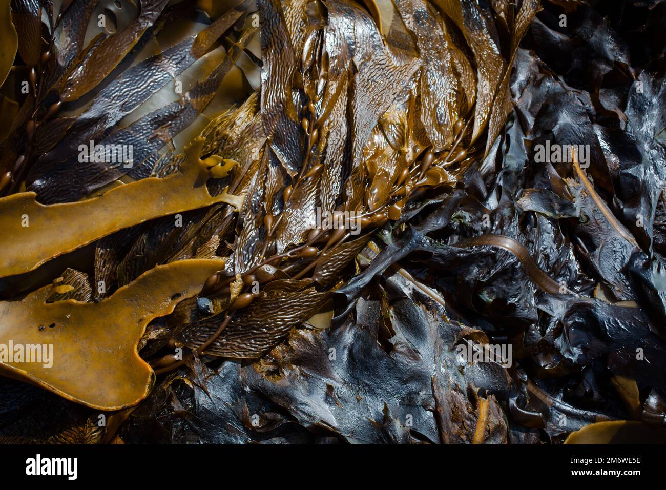 A Look at Life in New Zealand: abundant seafood, edible seaweeds and ...