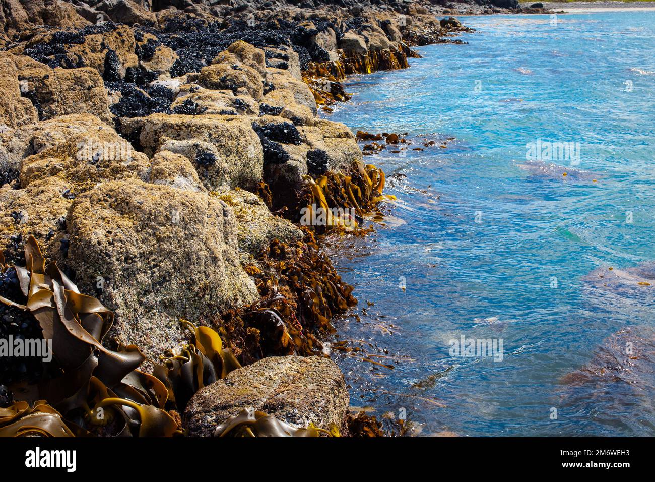 A Look at Life in New Zealand: abundant seafood, edible seaweeds and ...