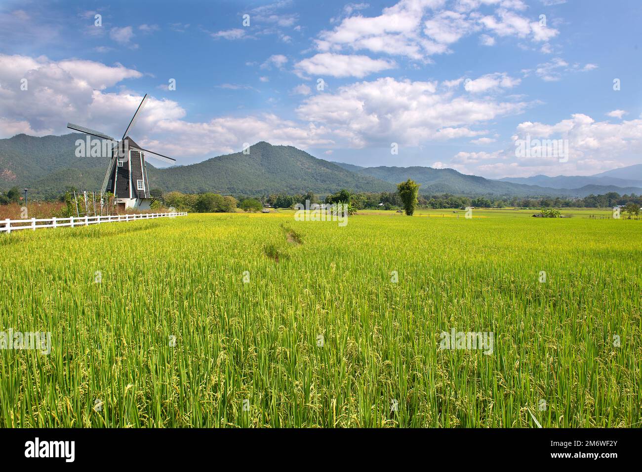 Windmill in green rice fields near Mae Hong Son, North Thailand Stock ...