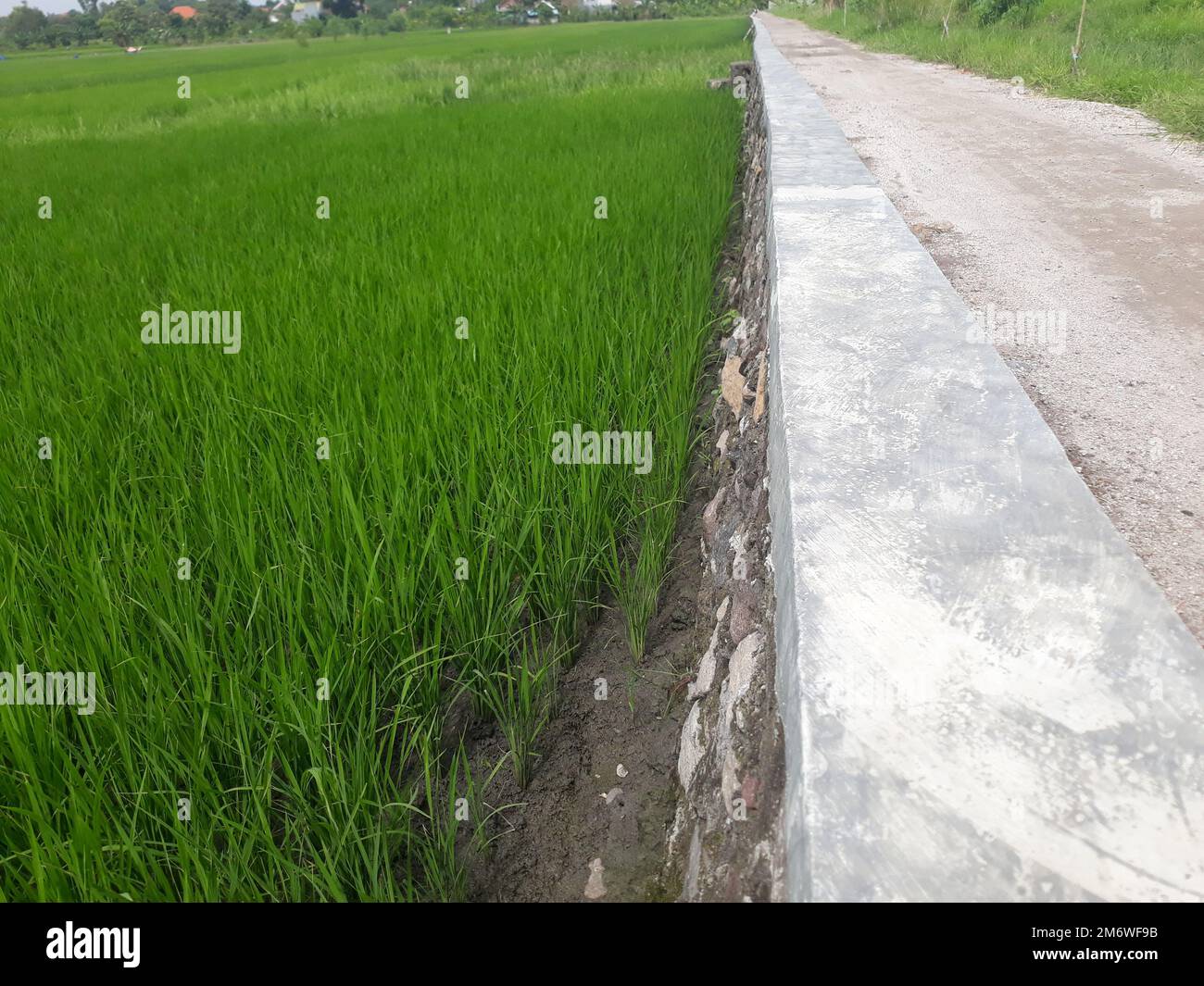 Beautiful tranquil rice field hi-res stock photography and images - Alamy