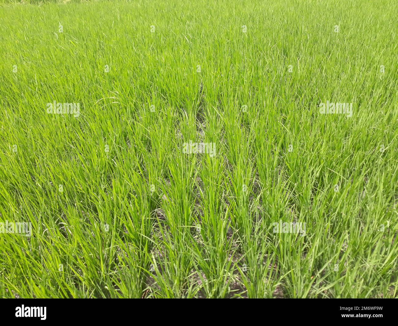 Green paddy rice field in the rural village Stock Photo - Alamy
