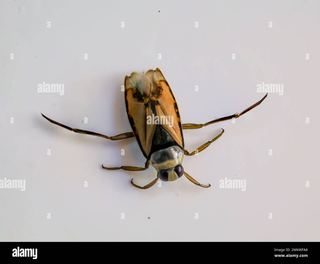 Close-up of a common backswimmer, a water bug, Notonecta glauca Stock ...