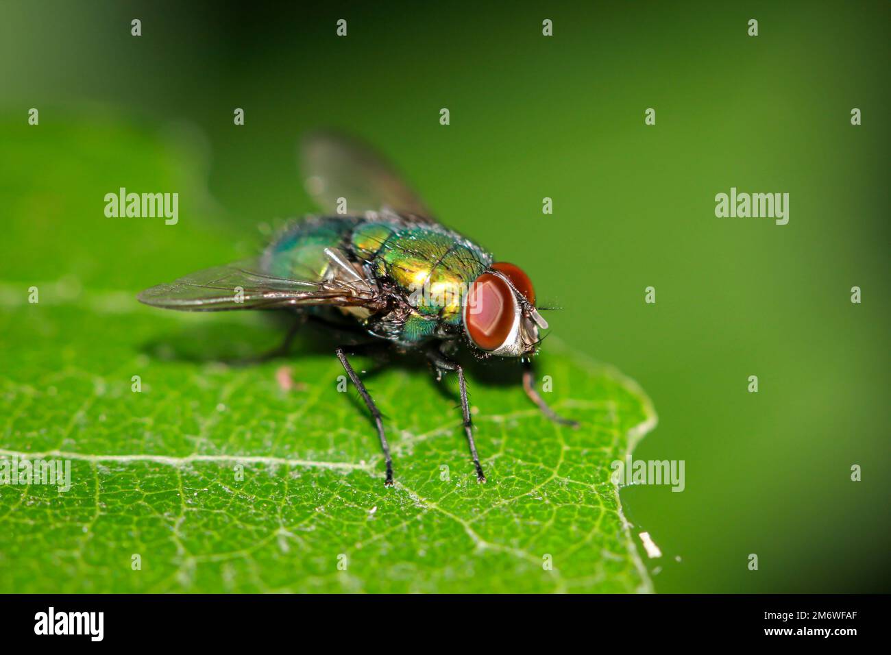 Gold fly unbest lucila spec hi-res stock photography and images - Alamy