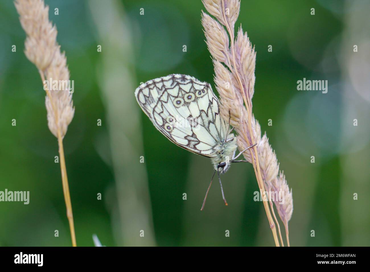 Checkerboard butterfly hi-res stock photography and images - Alamy