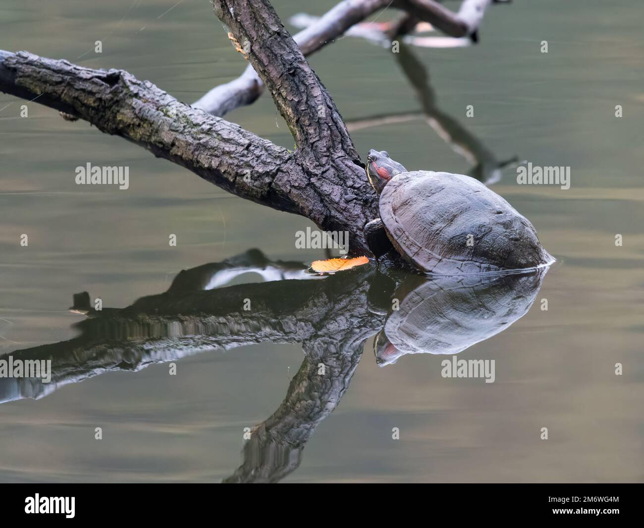 Close up frog in wild hi-res stock photography and images - Alamy