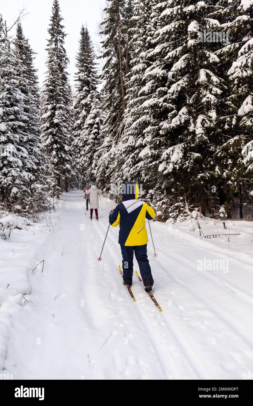 A walk through the winter forest. Snow trees and a cross-country ski ...