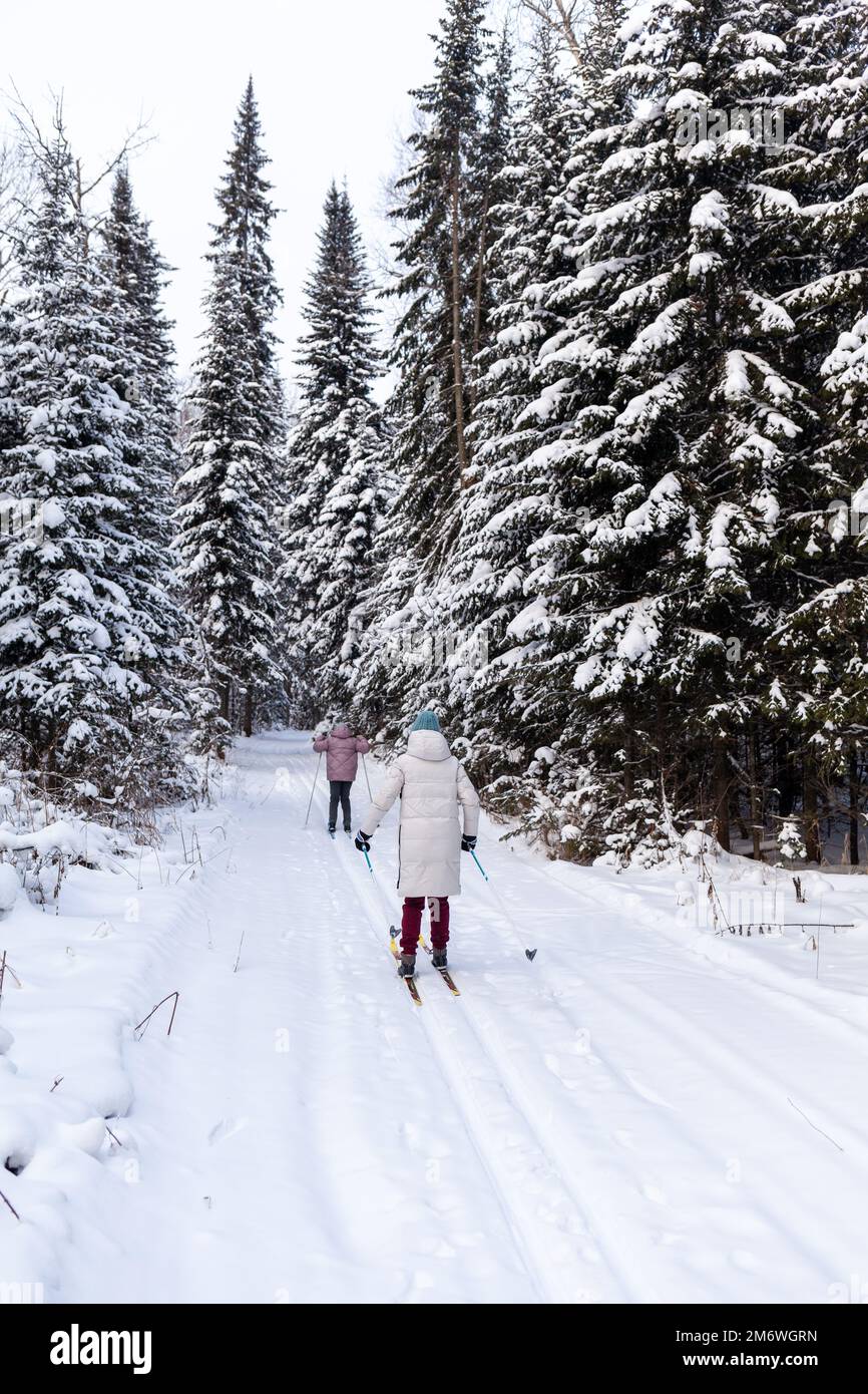 A walk through the winter forest. Snow trees and a cross-country ski ...