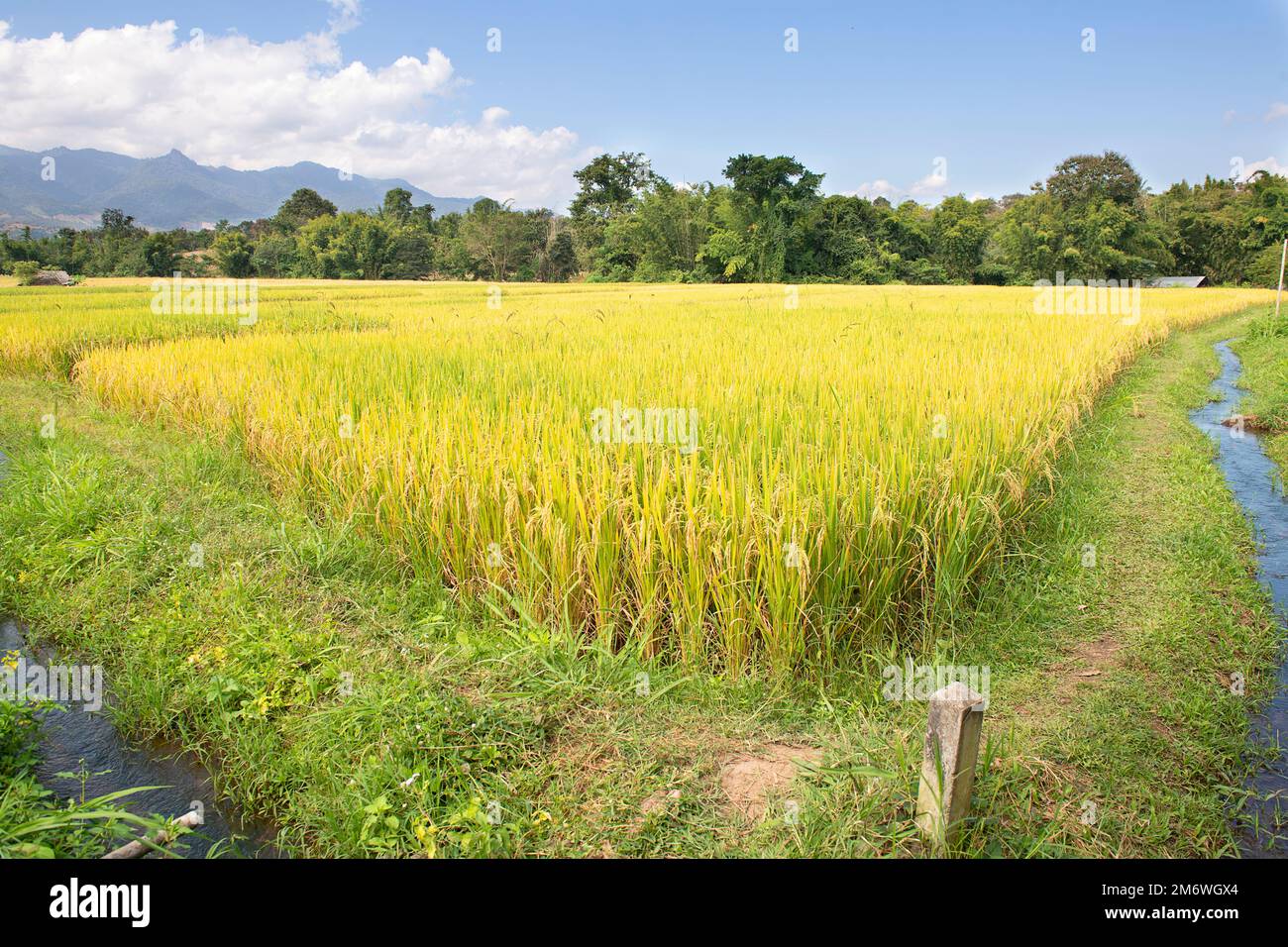 Golden and yellow rice fields with irrigation system near Mae Hong Son ...