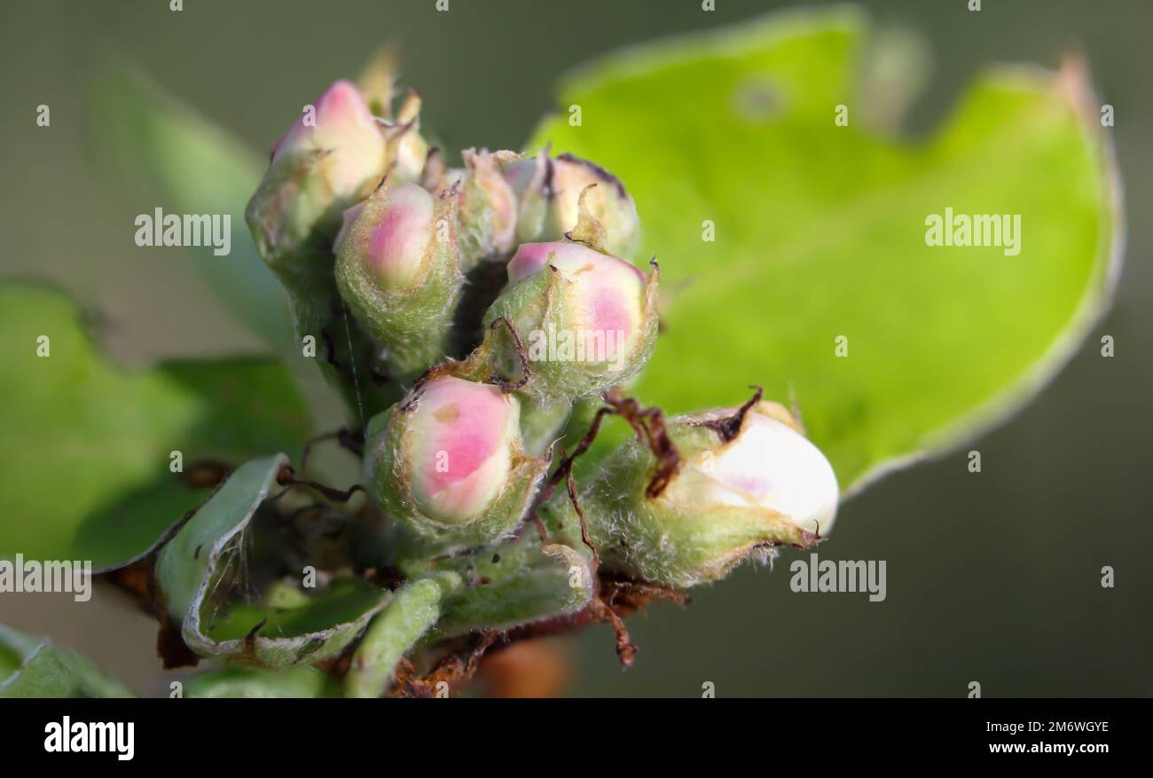 Leaf shoot in spring hi-res stock photography and images - Alamy