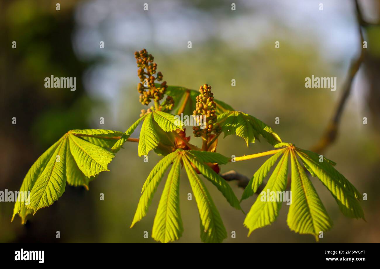 Chestnuts, chestnut blossoms on a tree in spring Stock Photo - Alamy
