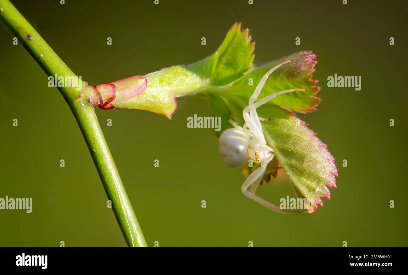 Streamer spider hi-res stock photography and images - Alamy