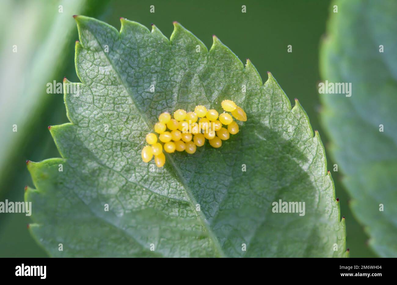 There are many yellow eggs of a bug attached to the underside of a leaf ...