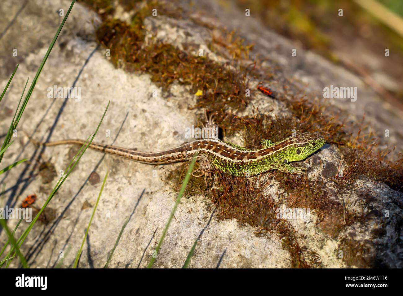A male sand lizard on a stone. Each fence lizard has a different dorsal ...