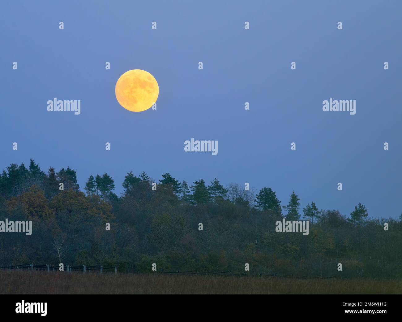 Rising full moon Stock Photo - Alamy