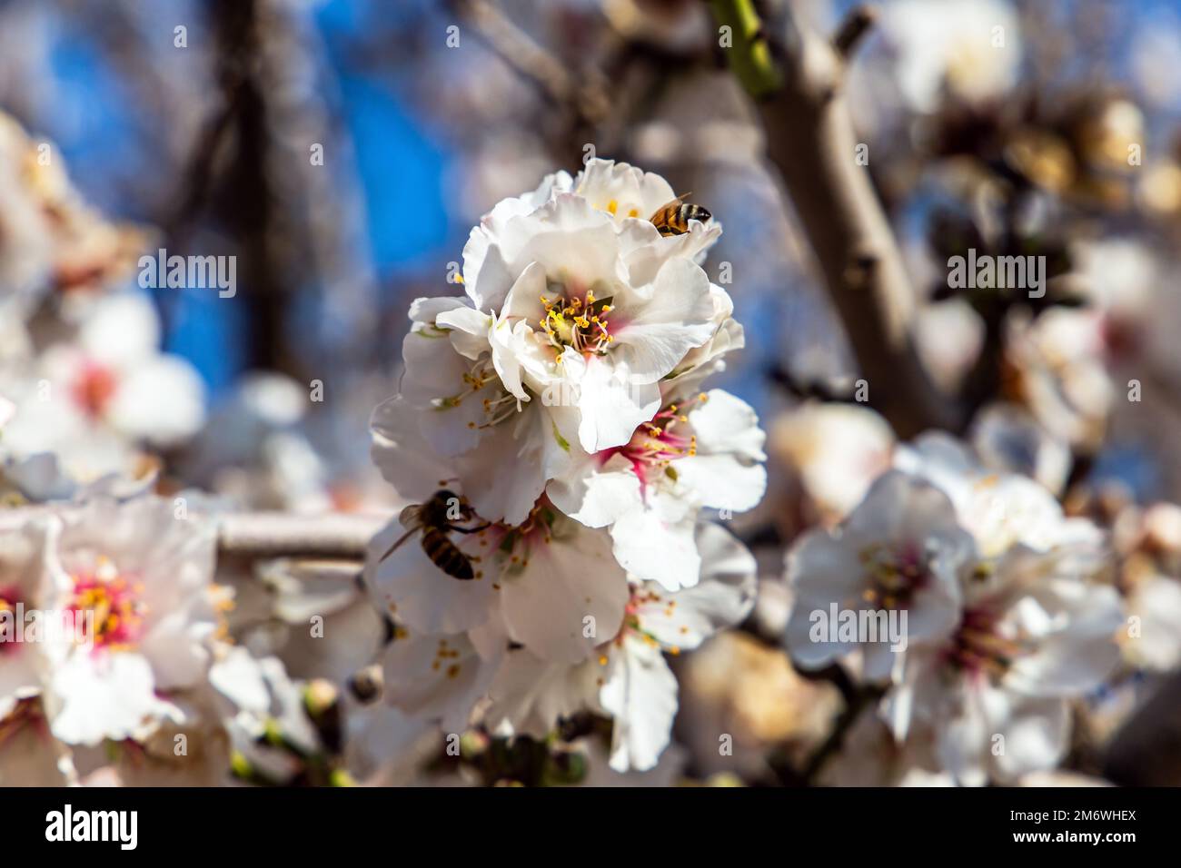 Snow-white double flowers Stock Photo - Alamy