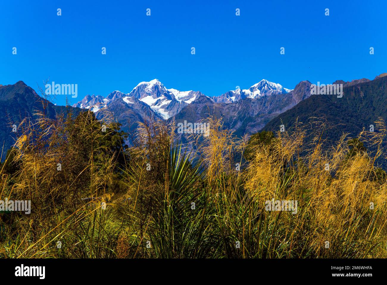 Lush New Zealand vegetation Stock Photo - Alamy