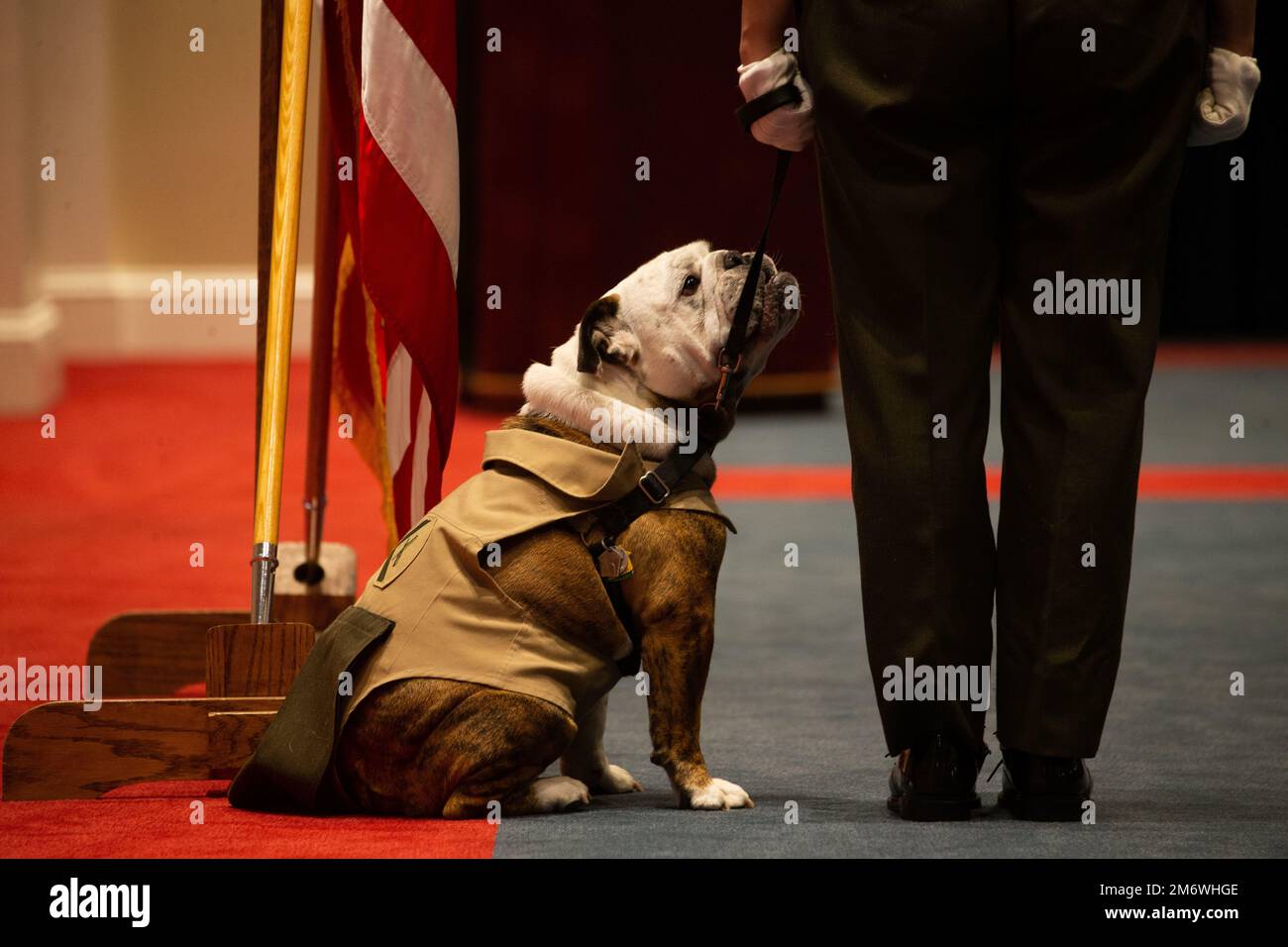 Lance Cpl. Chesty XV, the official Marine Corps mascot, sits during his ...