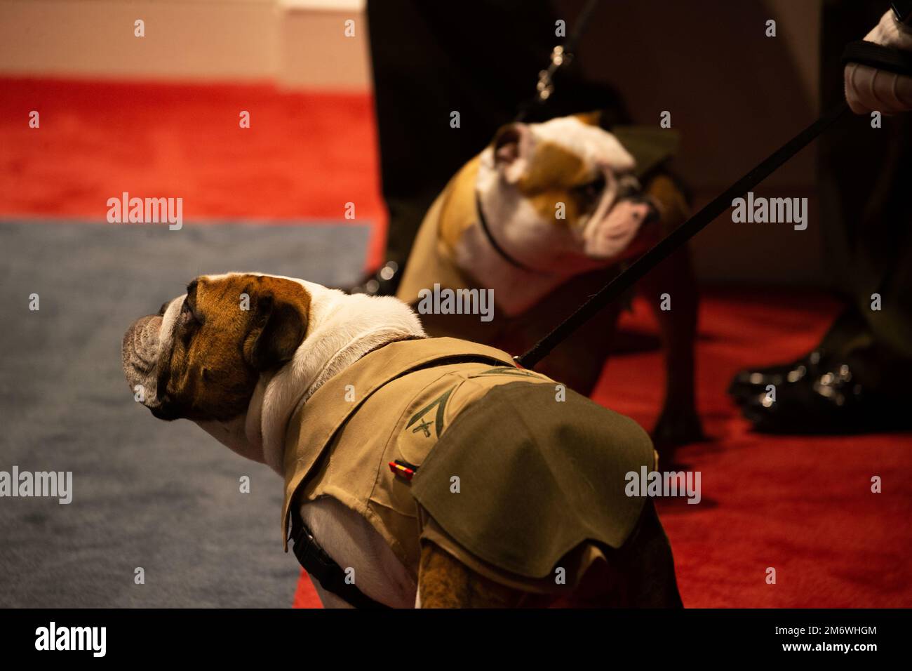 Lance Cpl. Chesty XV, the official Marine Corps mascot, prepares to be ...