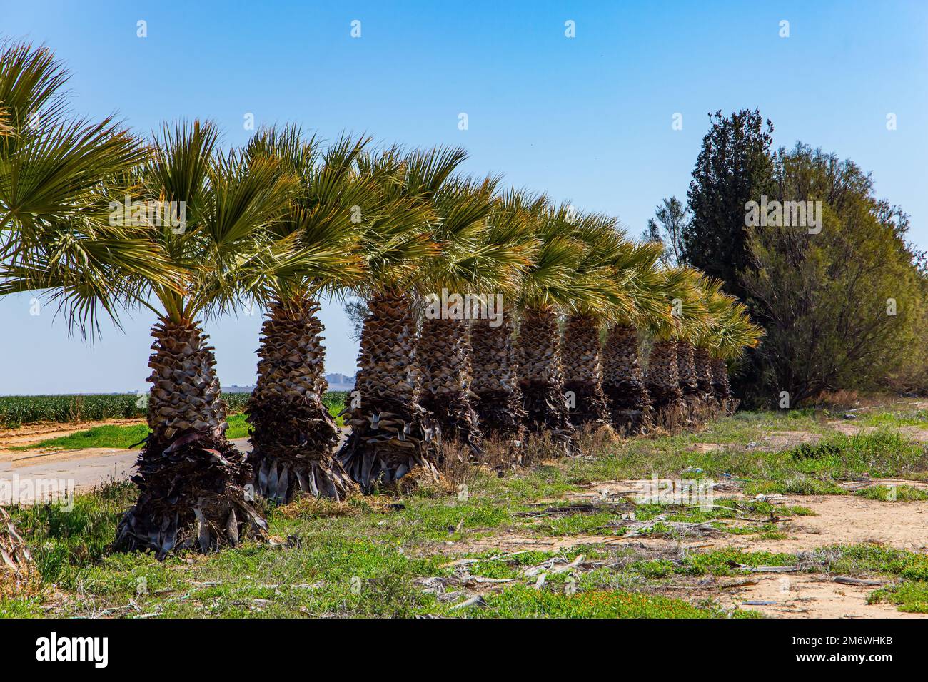 Beautiful avenue palm trees hi-res stock photography and images - Alamy