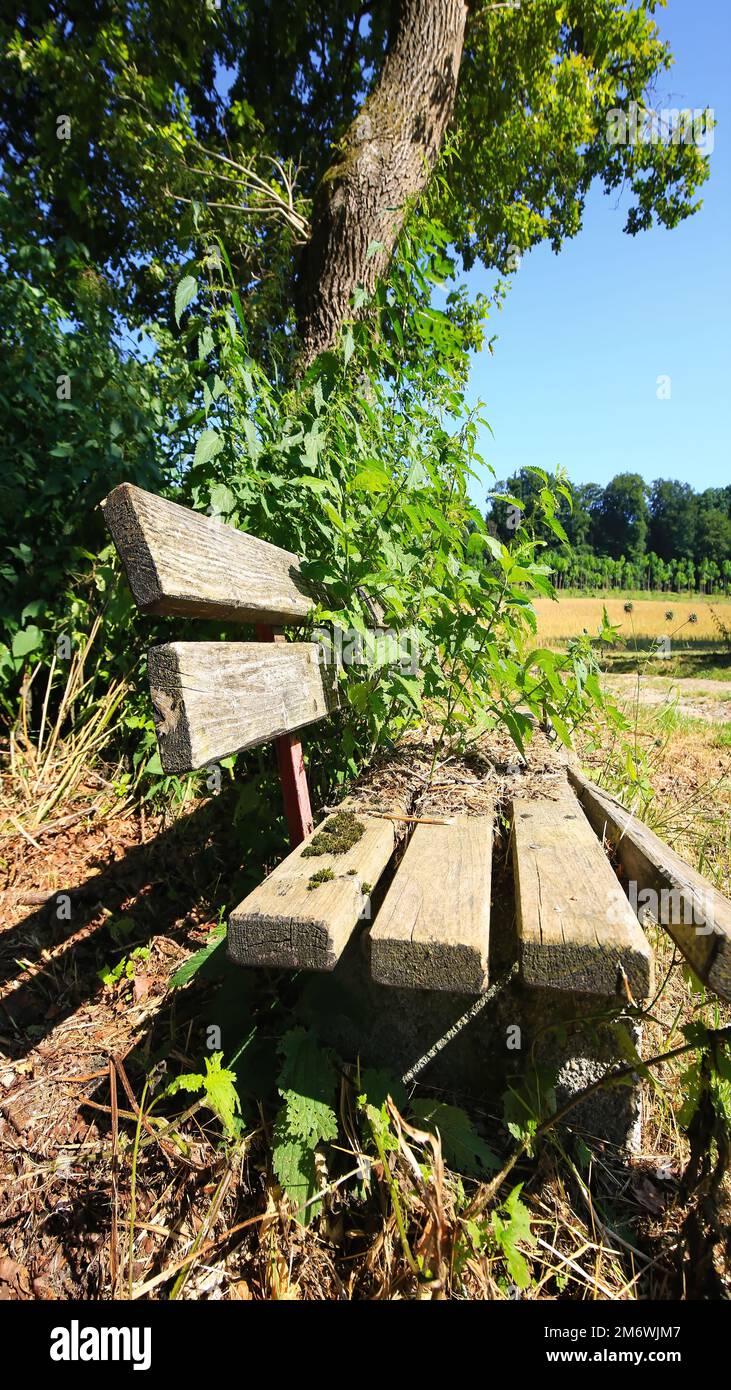Scruffy, collapsed bench by the side of the road under a tree Stock ...