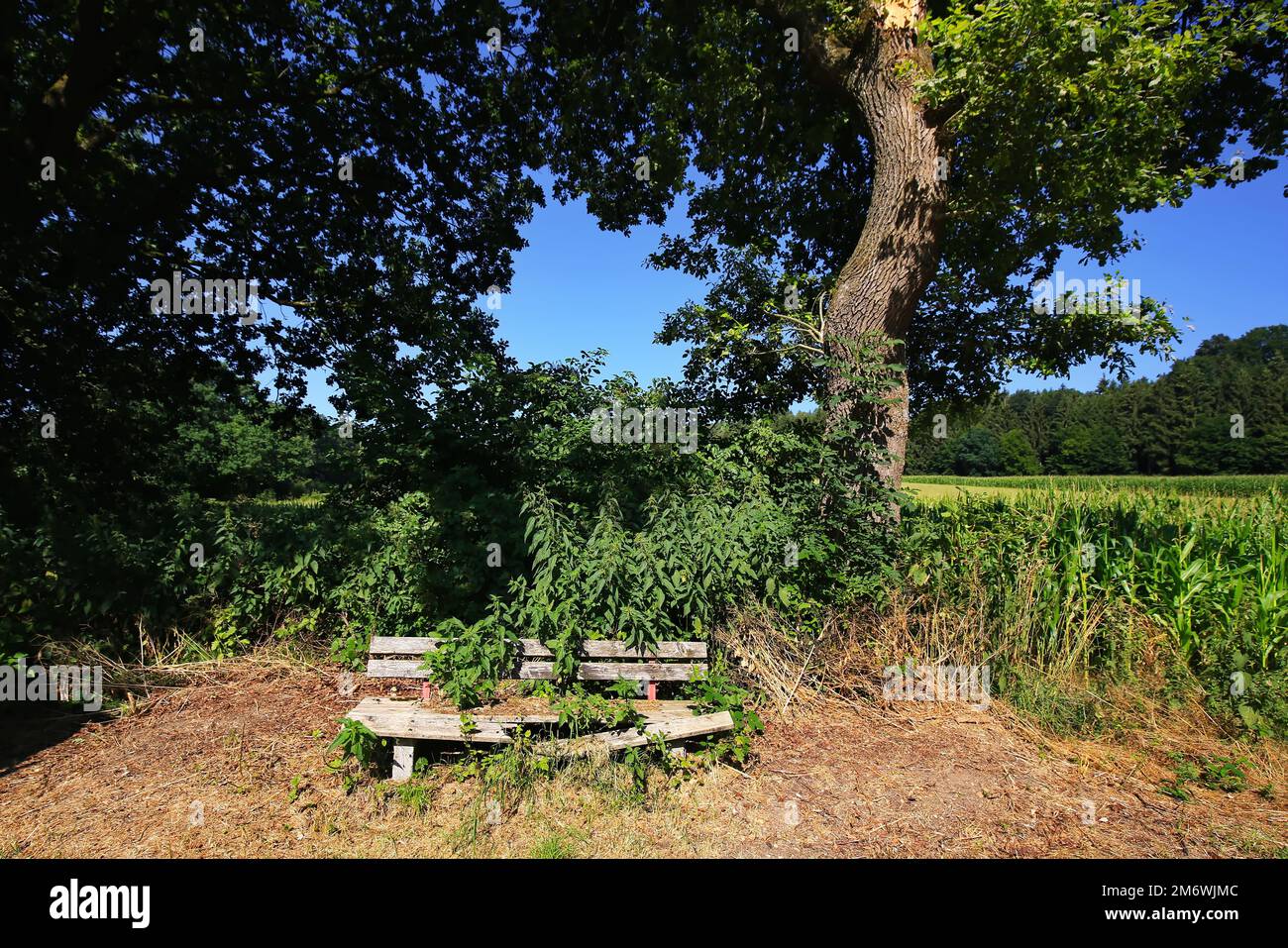 Scruffy, collapsed bench by the side of the road under a tree Stock ...