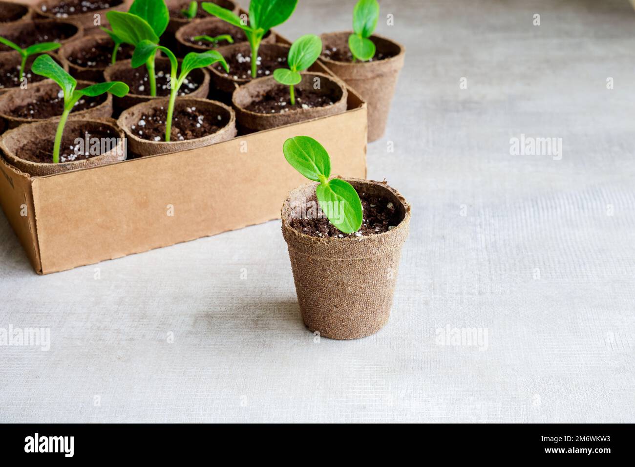 Squash seedlings growing in a pot Stock Photo - Alamy
