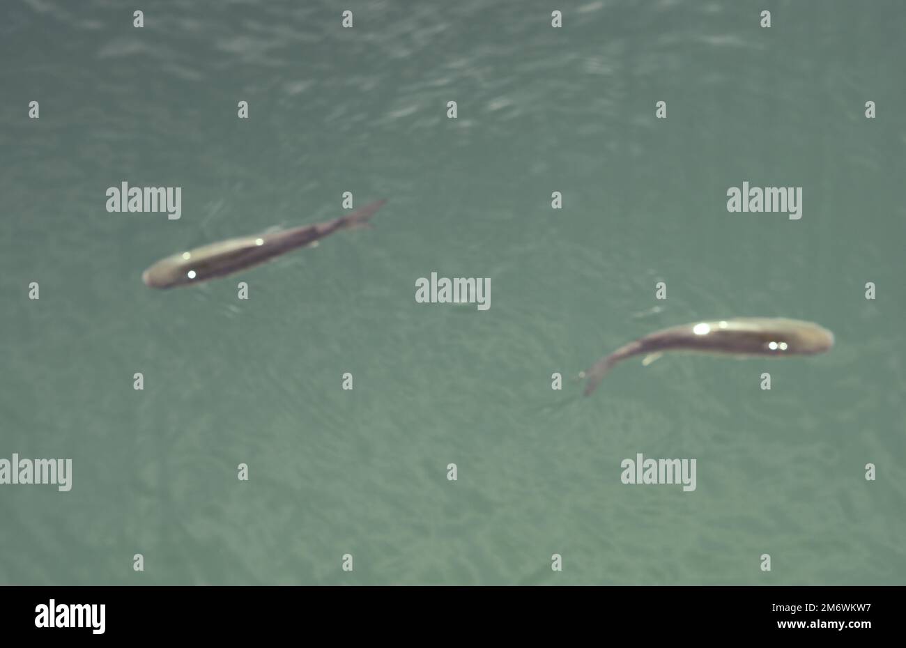 Top view fishes swimming in hi-res stock photography and images - Alamy