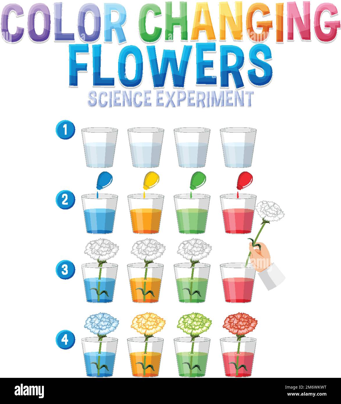 Color changing flowers science experiment illustration Stock Vector ...